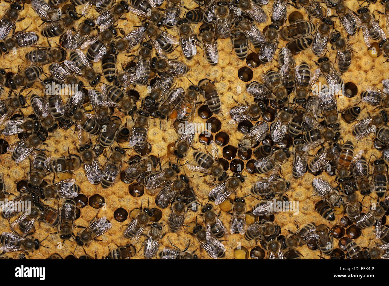 A capped brood comb of the honeybee Apis mellifera. The bees on the ...