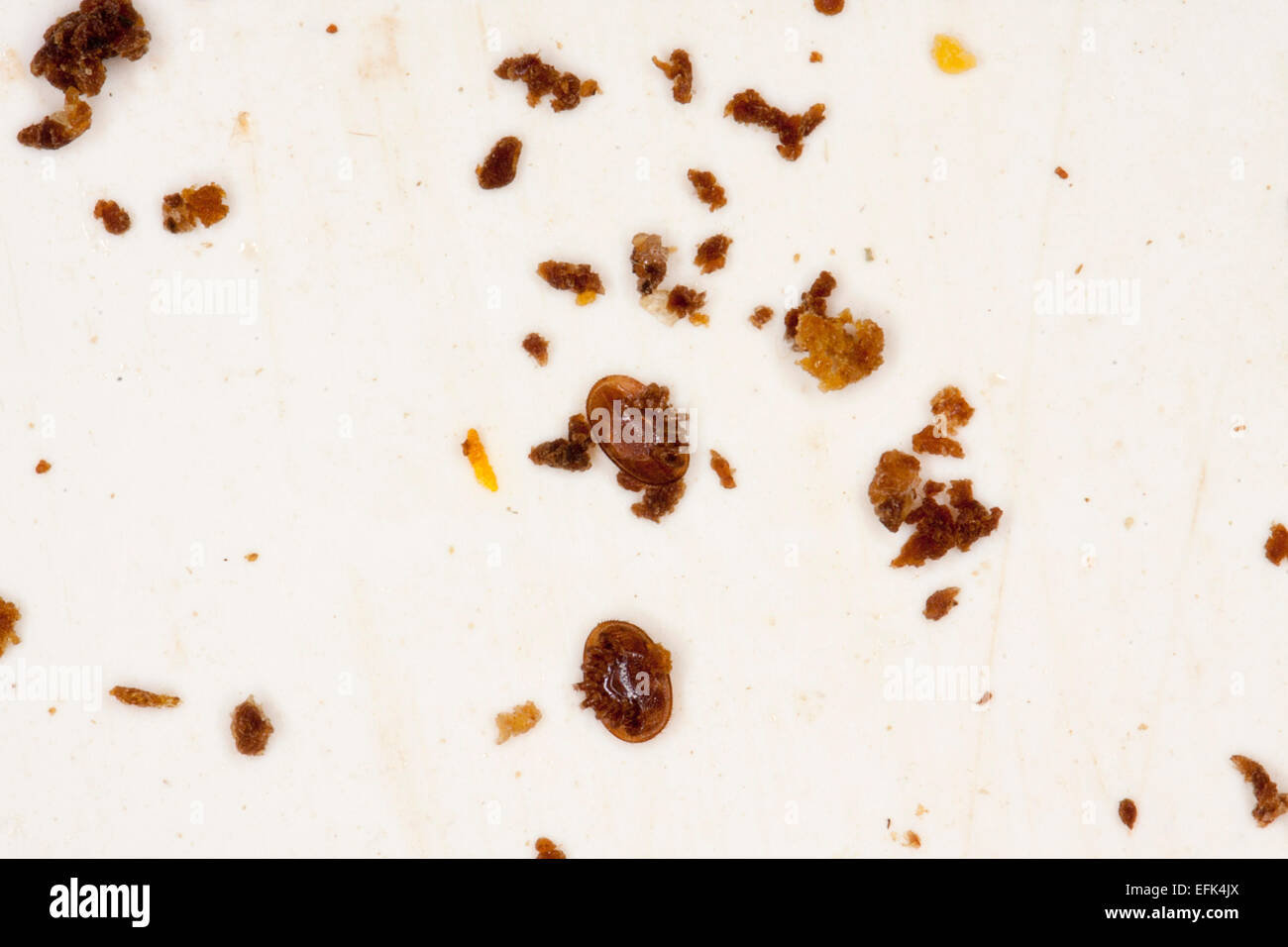 An Varroa mite on control pad. The varroa mite (Varroa destructor) is a ...