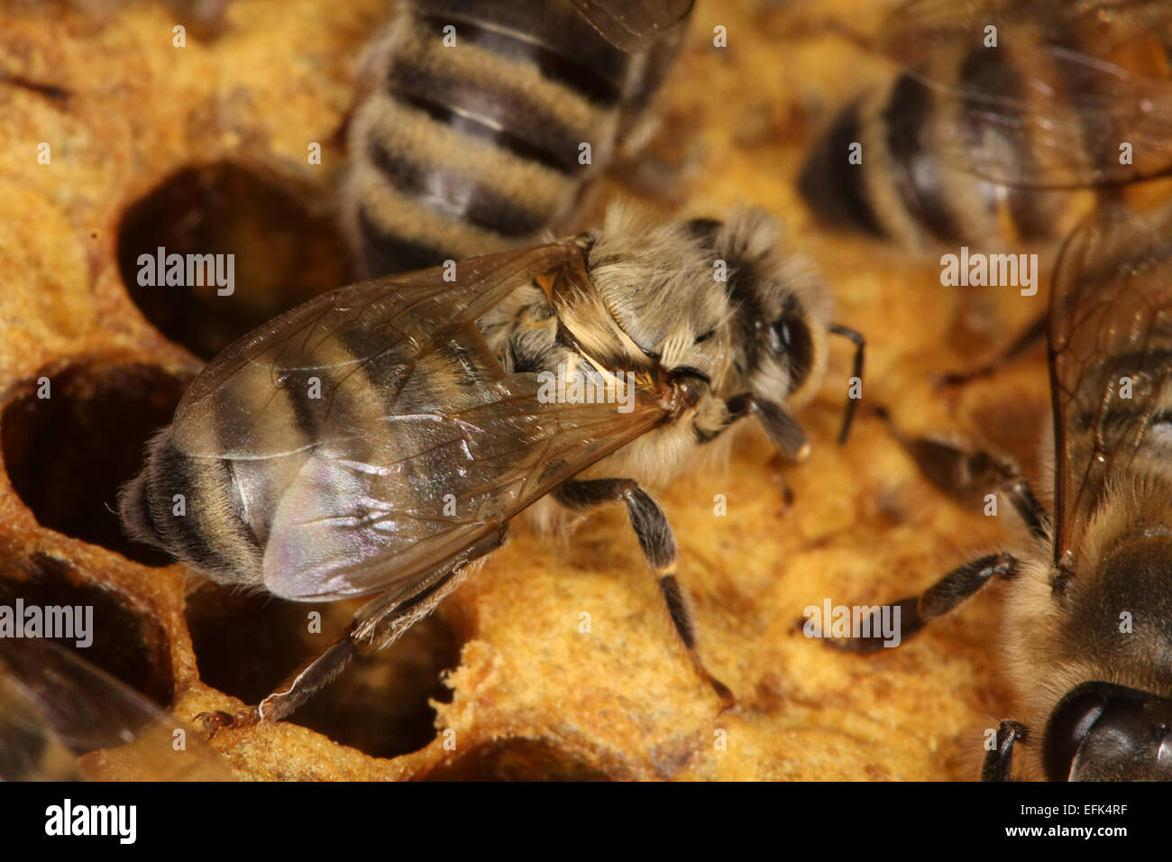 A young bee leaves the honeycomb cell. 21 days it's needed for their ...