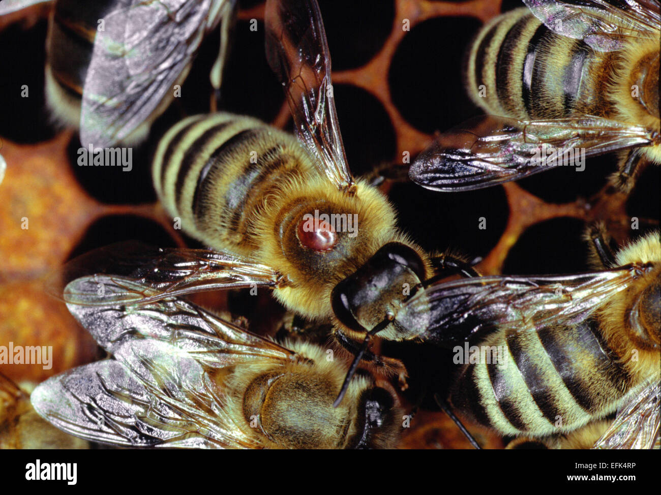 An Varroa mite on a honey be. The varroa mite (Varroa destructor) is a ...
