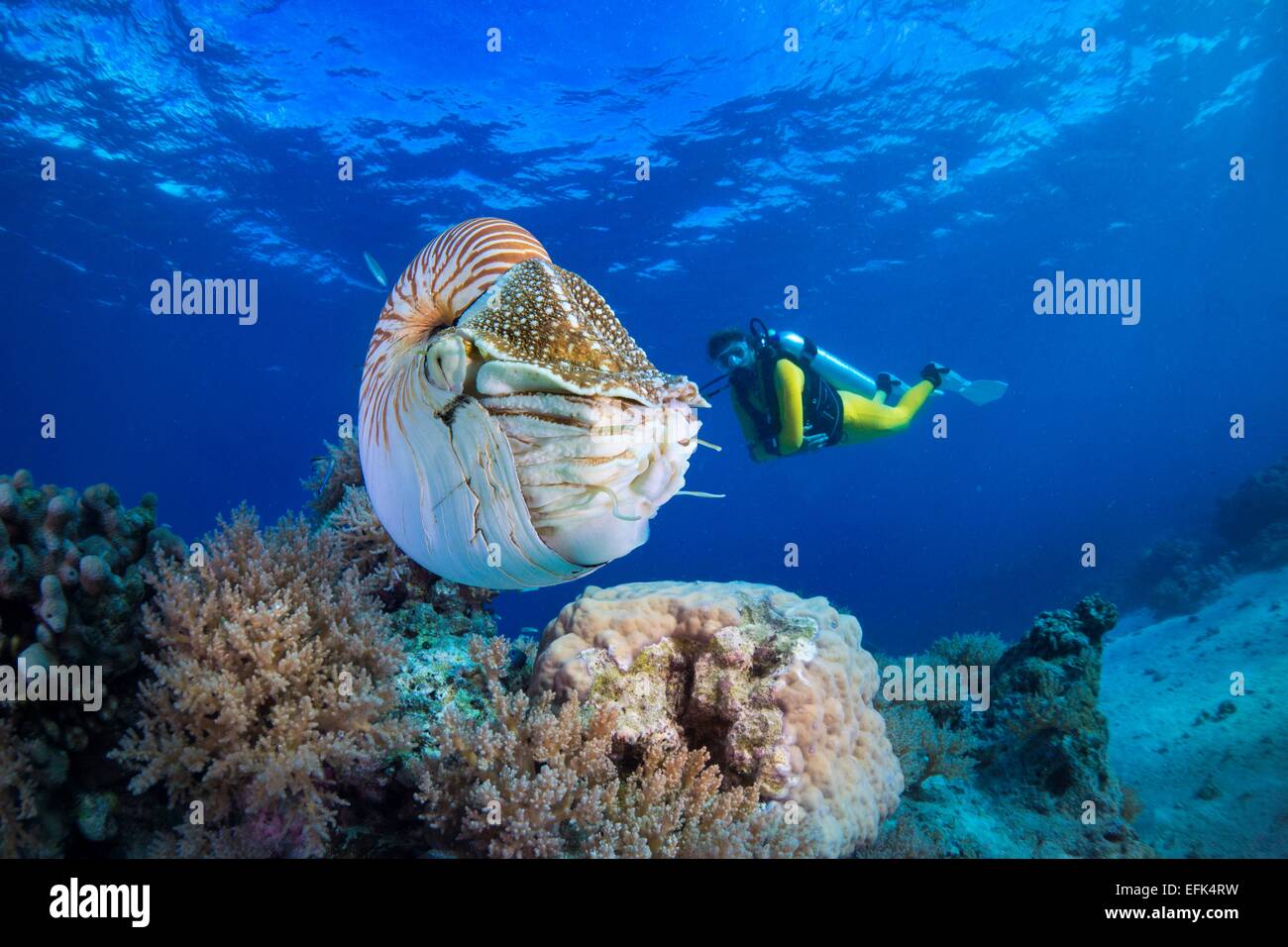 Diver watching Nautilus (nautilus belauensis), Palau, Micronesia ...