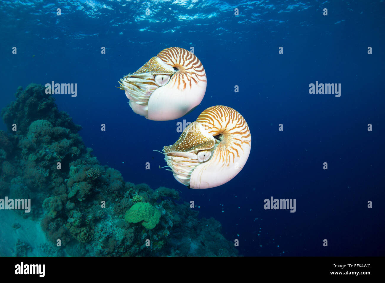 Nautilus (nautilus belauensis), Palau, Micronesia, Pacific Stock Photo ...