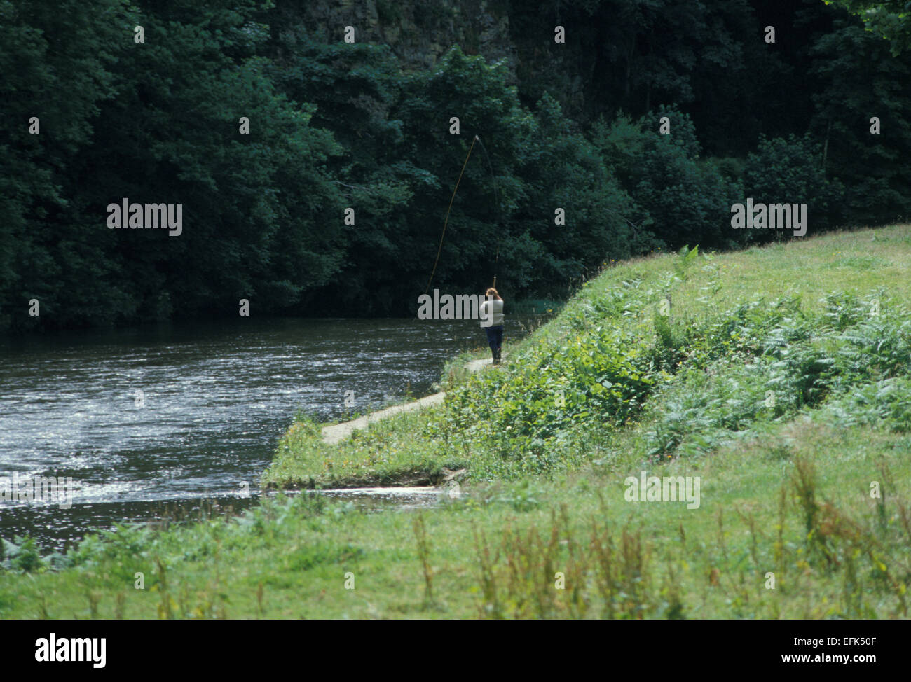 Woman fly fishing on the river Tamar below the weir at Gunnislake ...