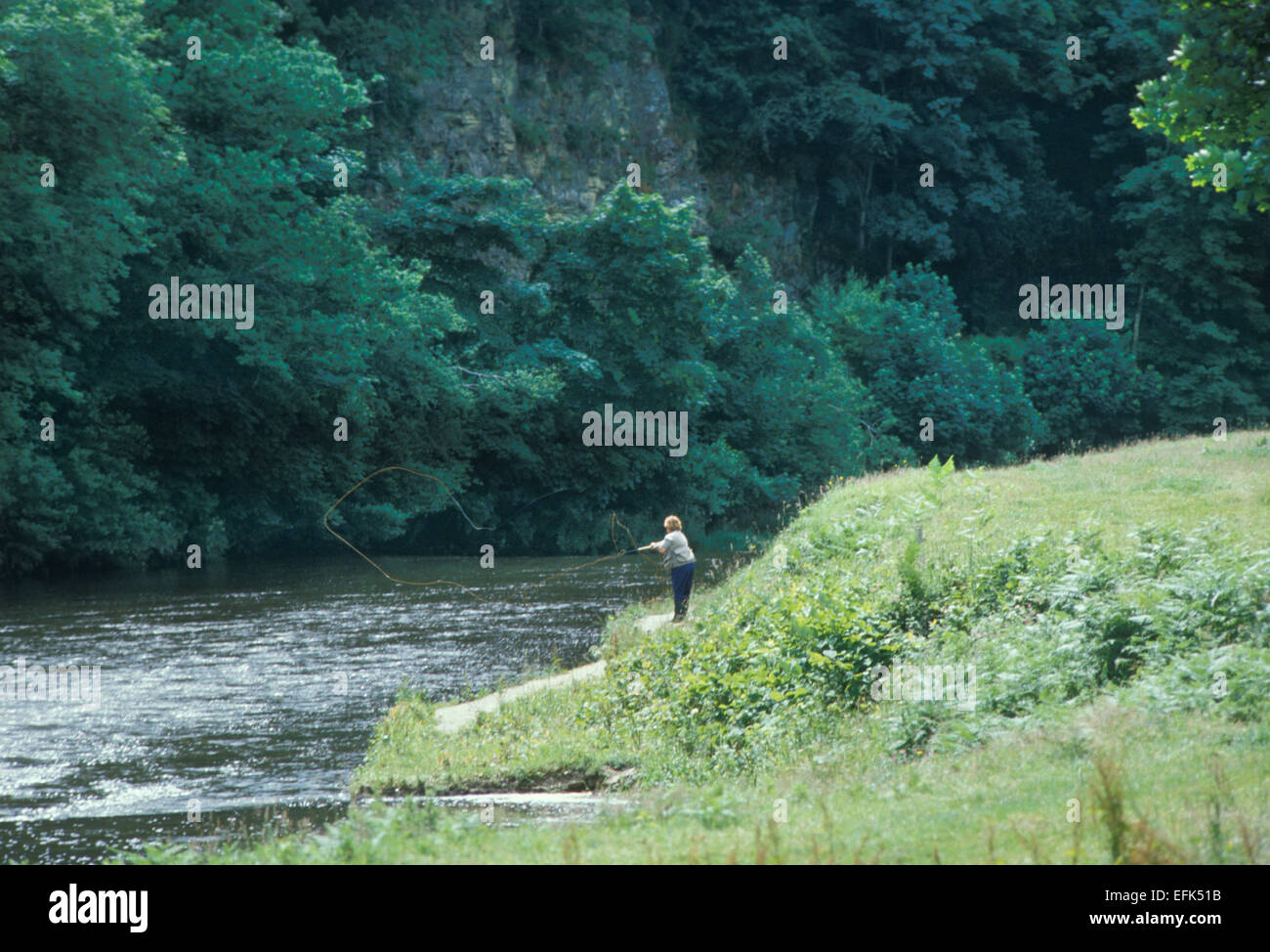 Woman fly fishing on the river Tamar below the weir at Gunnislake ...