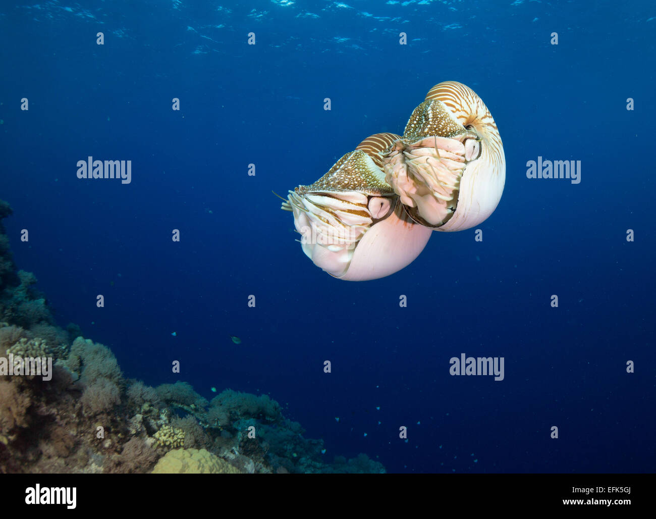 Nautilus (nautilus belauensis), Palau, Micronesia, Pacific Stock Photo ...