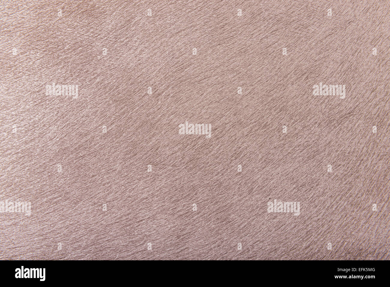 Grained beige background Stock Photo - Alamy