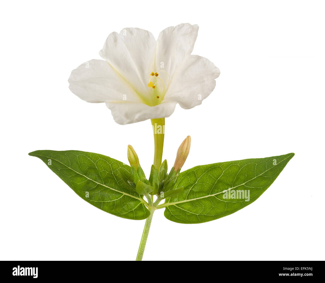 Four oclock mirabilis jalapa Cut Out Stock Images & Pictures - Alamy