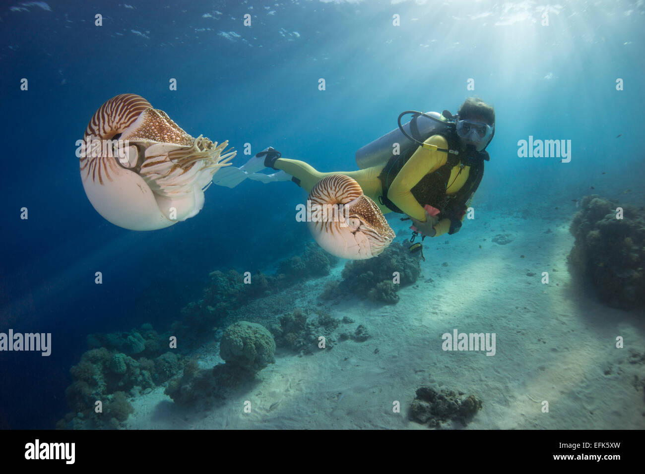 Diver watching Nautilus (nautilus belauensis), Palau, Micronesia ...