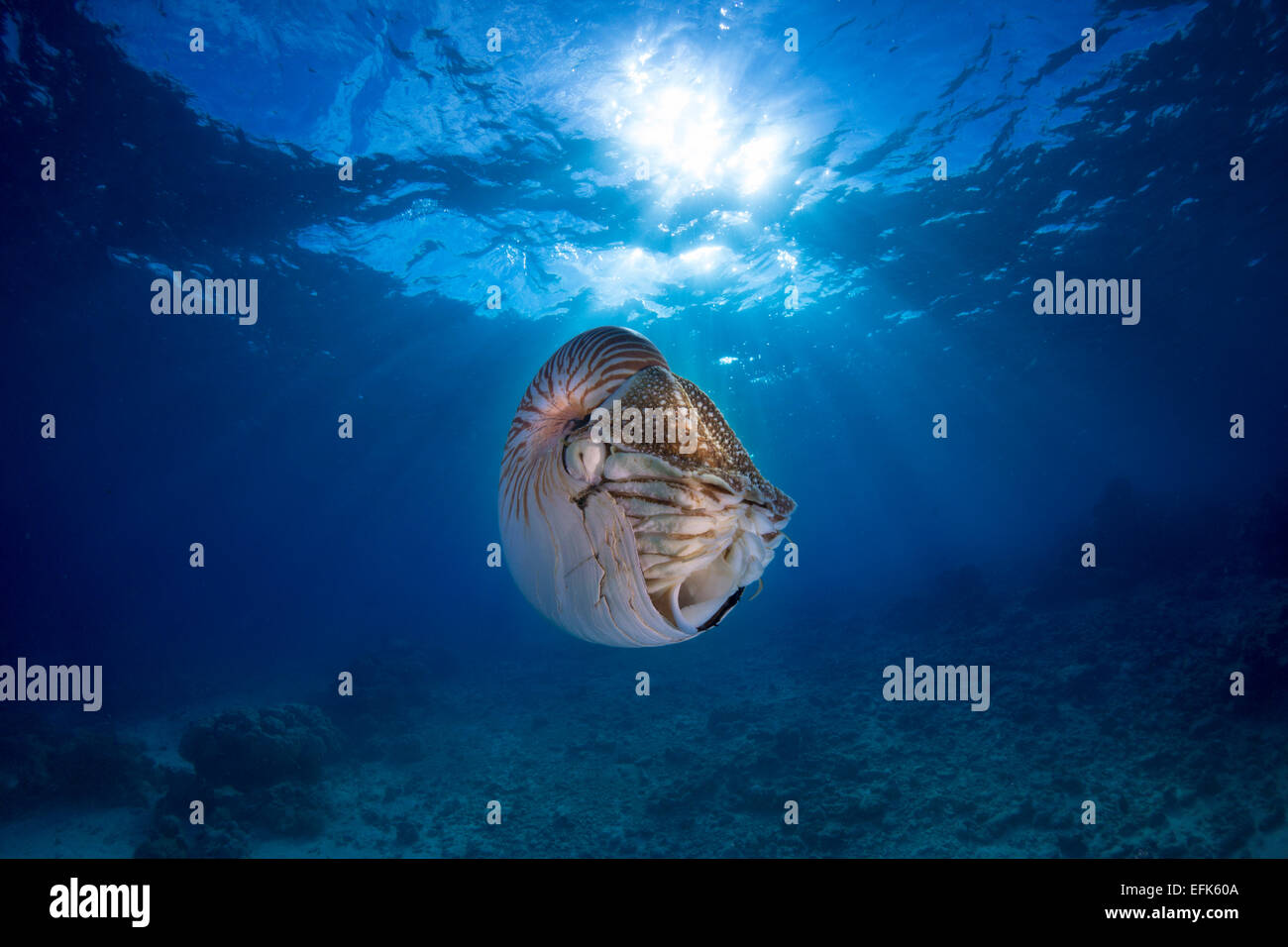 Nautilus (nautilus belauensis), Palau, Micronesia, Pacific Stock Photo ...