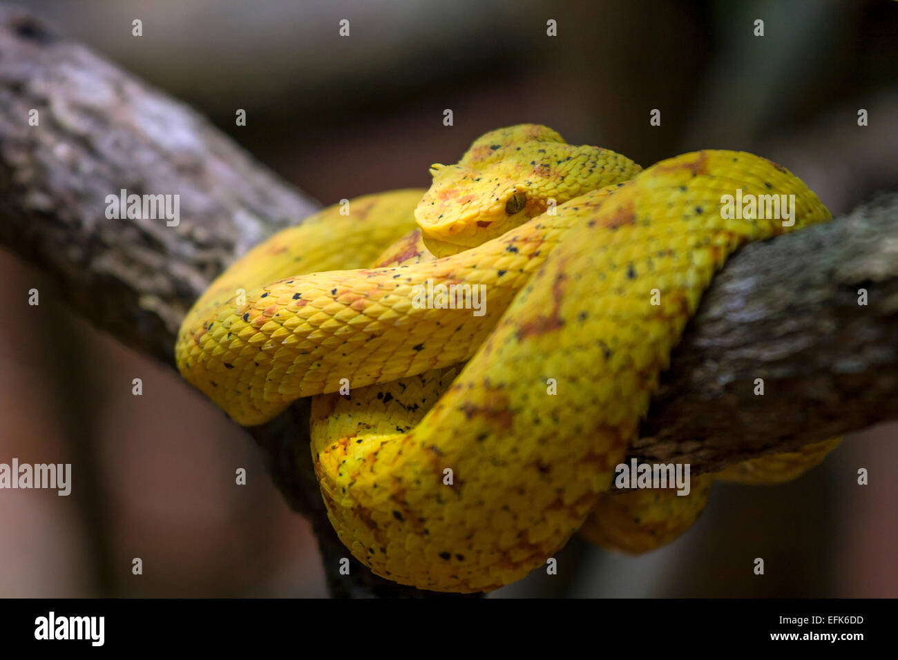 Eyelash viper snake hi-res stock photography and images - Alamy