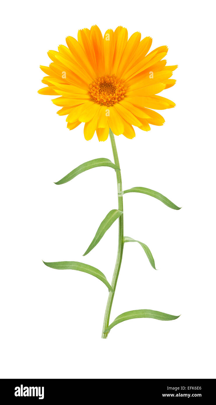 Calendula flower on white background Stock Photo - Alamy