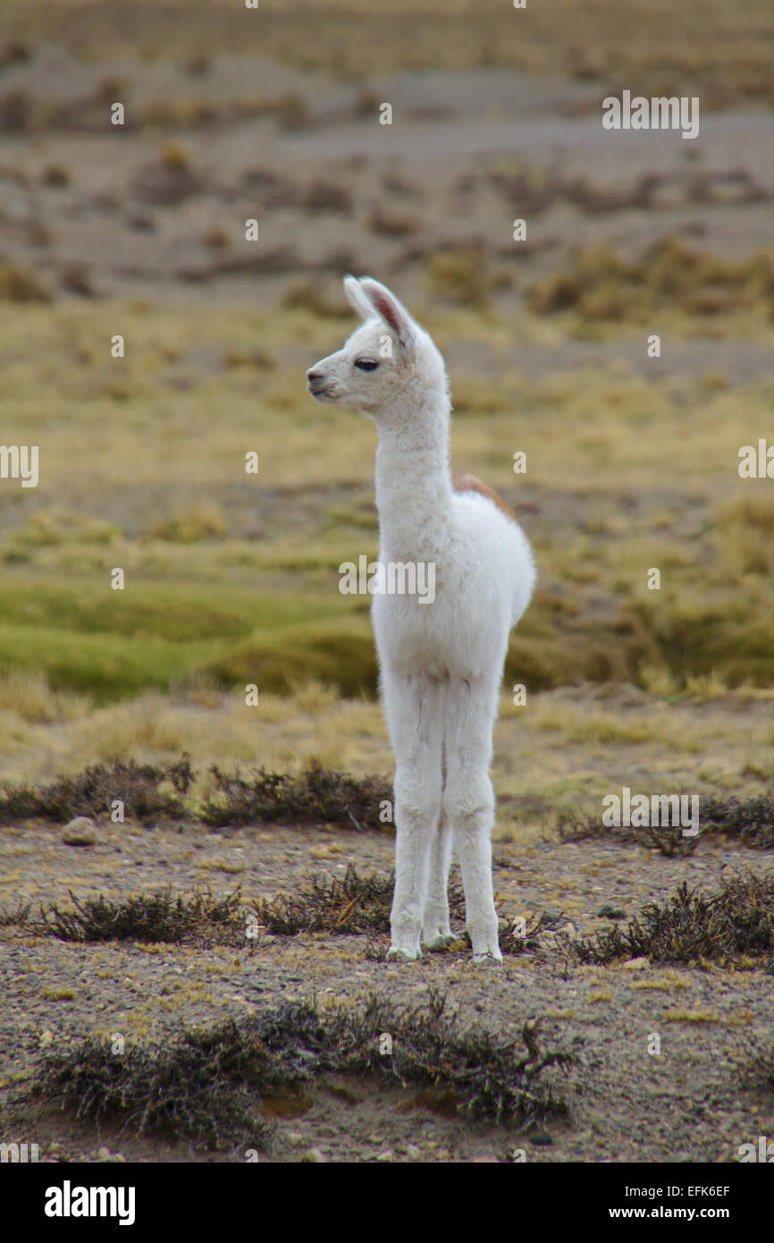 Baby llama hi-res stock photography and images - Alamy