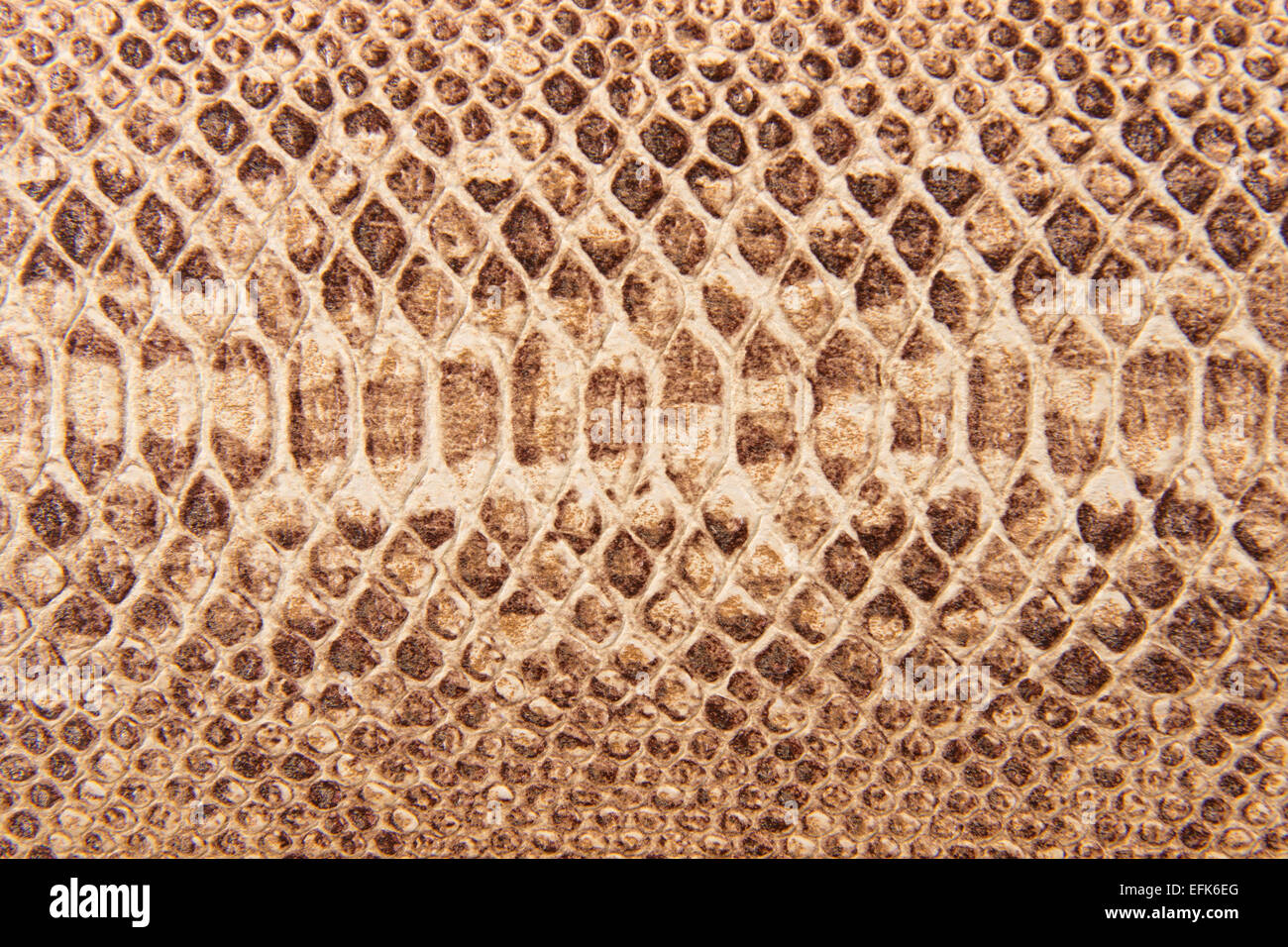 Snake skin seamless pattern vector hi-res stock photography and images ...