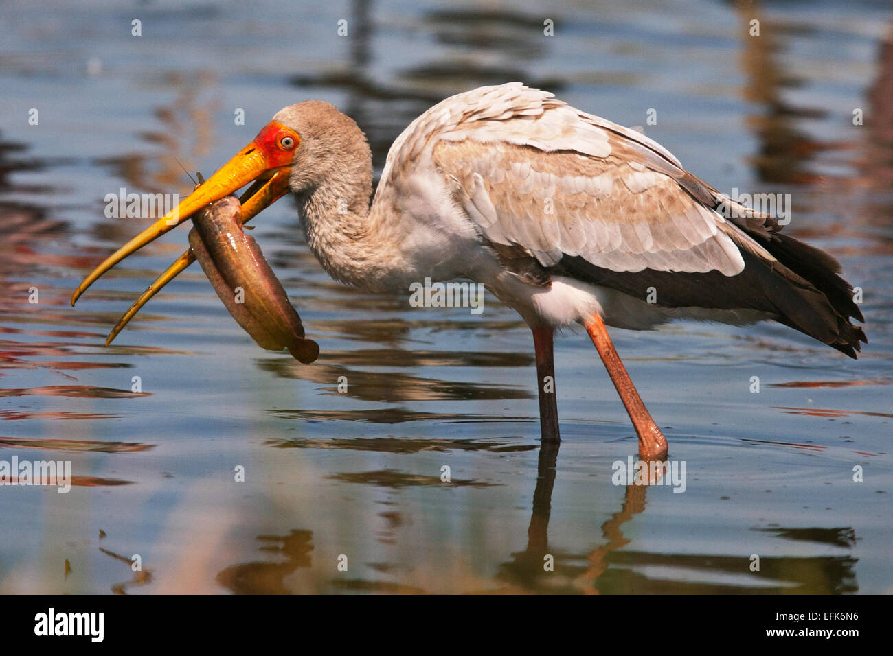 Stork Fishing High Resolution Stock Photography and Images - Alamy