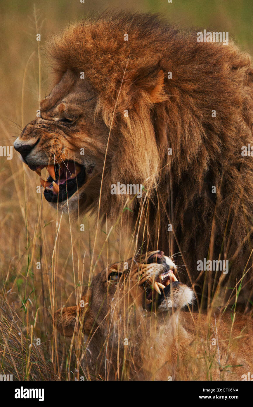 Lions botswana hi-res stock photography and images - Alamy