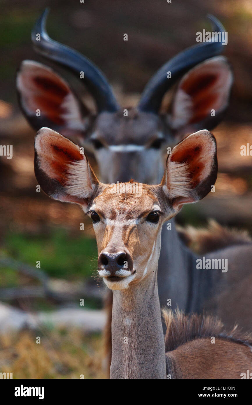 Kudu botswana hi-res stock photography and images - Alamy