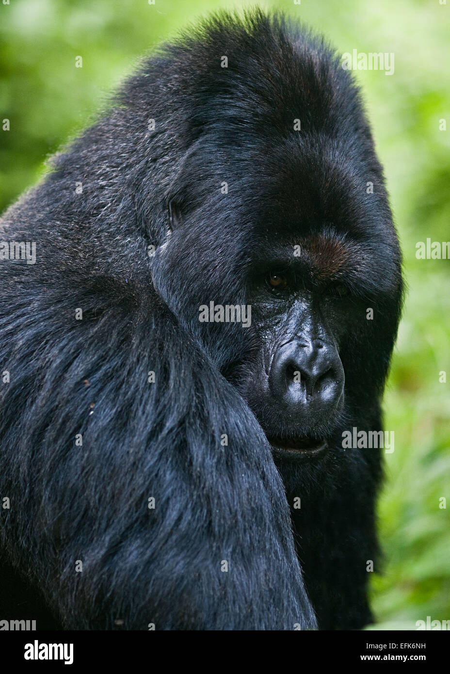 gorilla in the jungle Stock Photo - Alamy