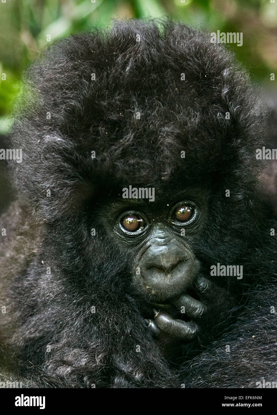 gorilla in the jungle Stock Photo - Alamy