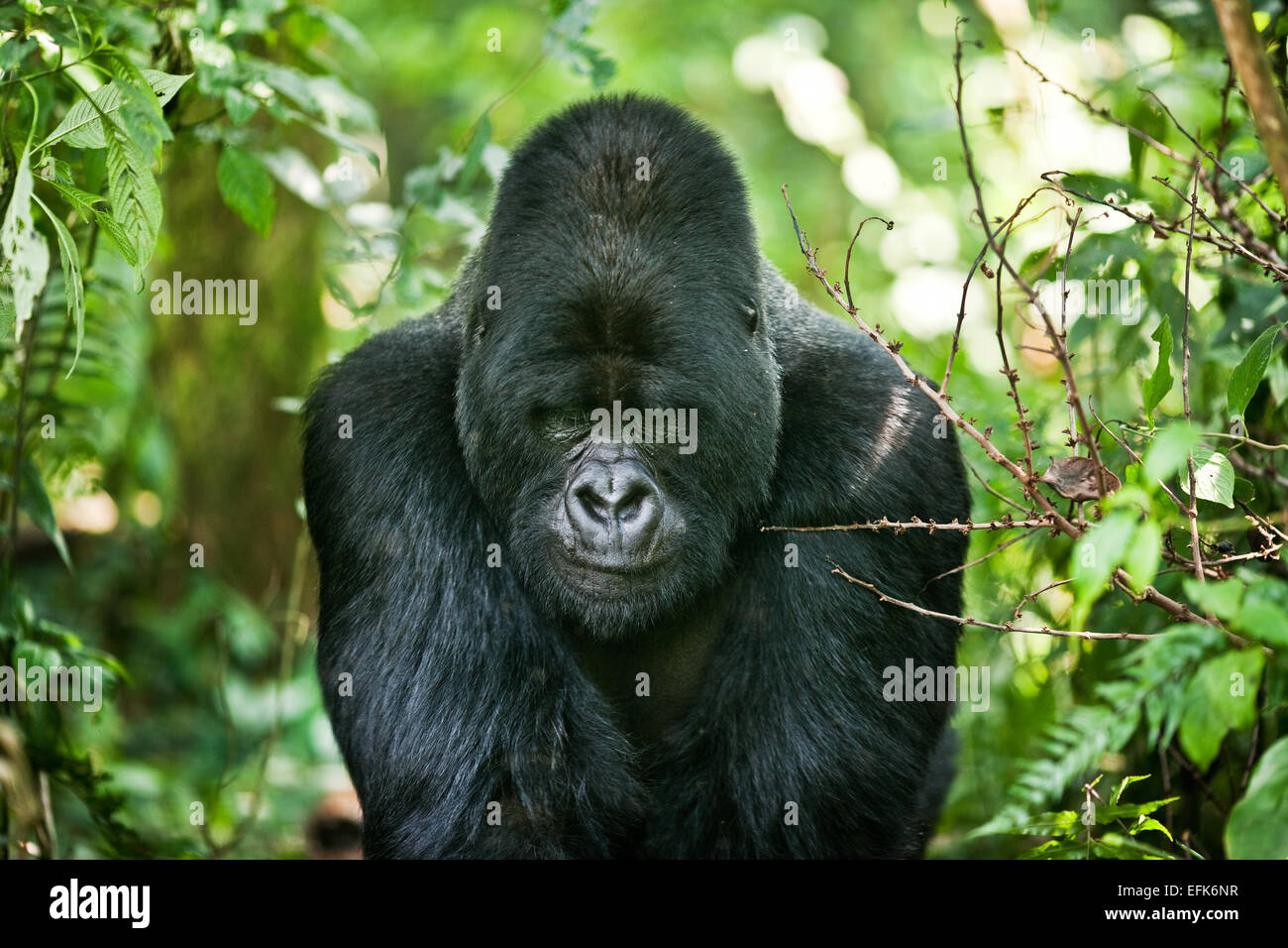 gorilla in the jungle Stock Photo - Alamy