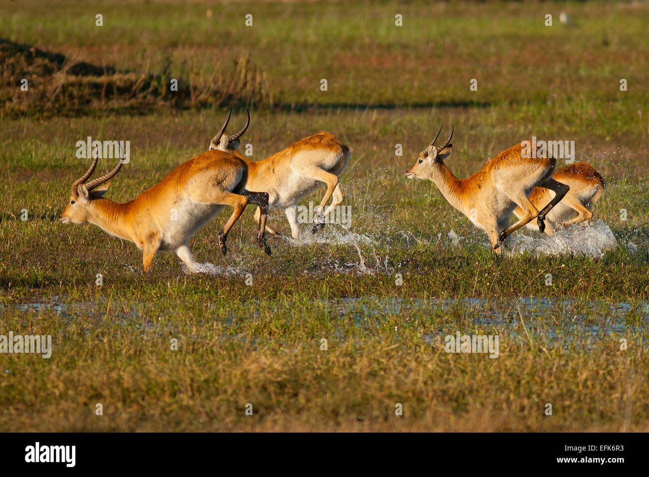 Impala kenya hi-res stock photography and images - Alamy