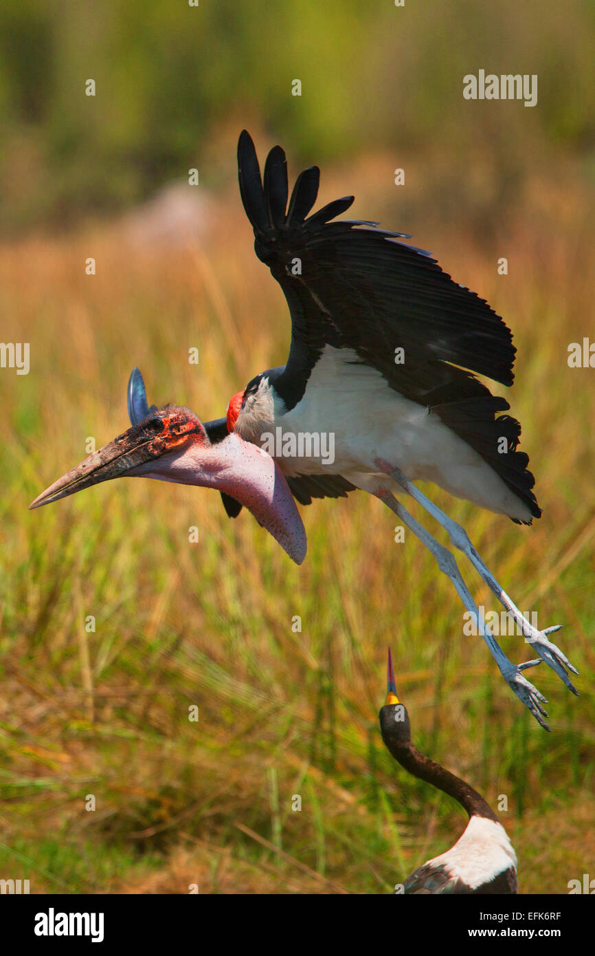 Marabu hi-res stock photography and images - Alamy