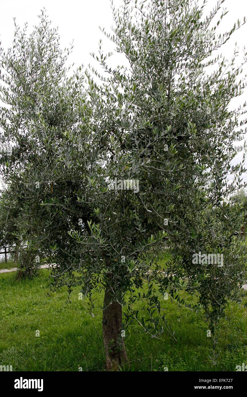 An olive tree (Olea europaea). It is also called True olive tree. It is ...
