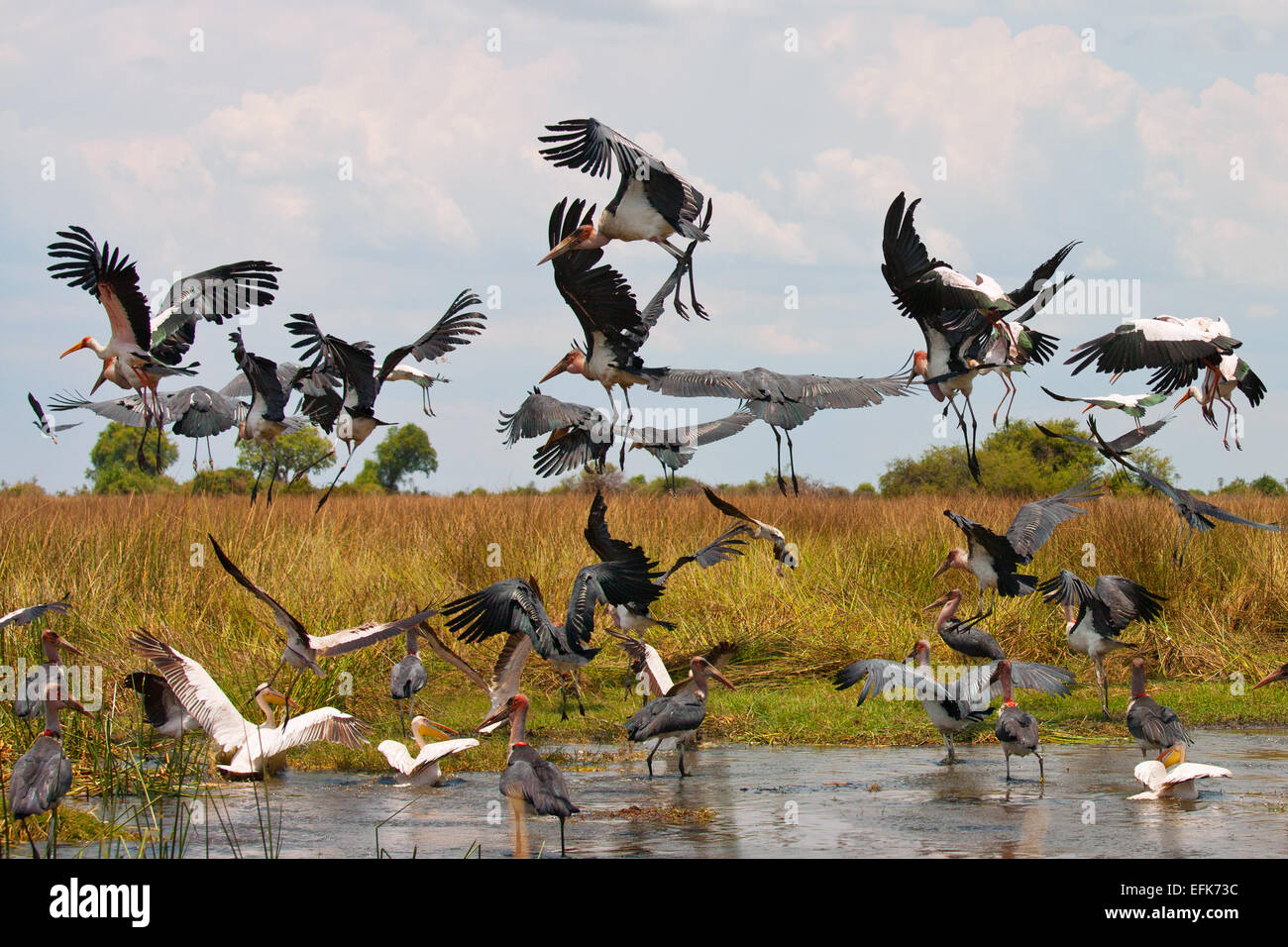 Marabu hi-res stock photography and images - Alamy