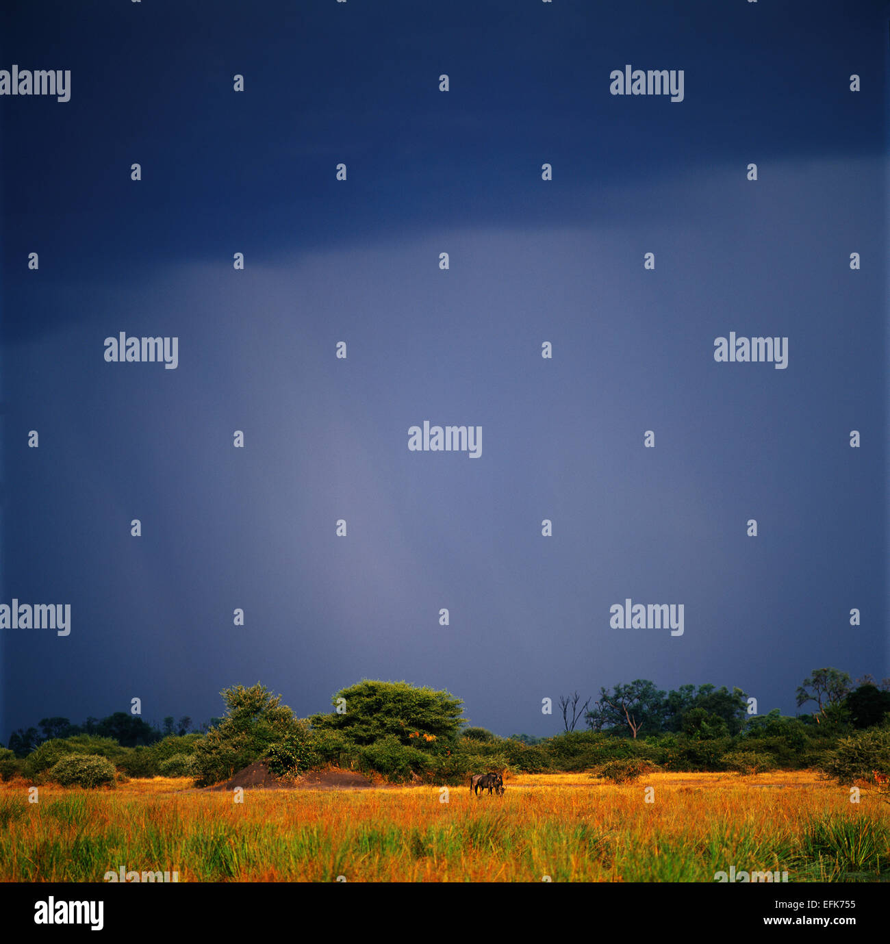 Savannah storm hi-res stock photography and images - Alamy