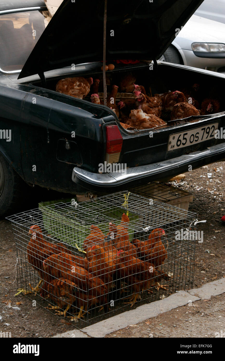Live chicken market hi-res stock photography and images - Alamy