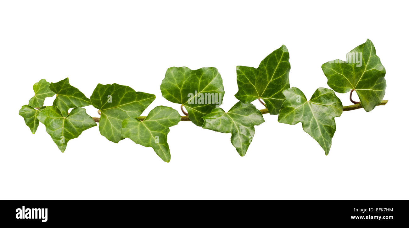 Ivy hi-res stock photography and images - Alamy