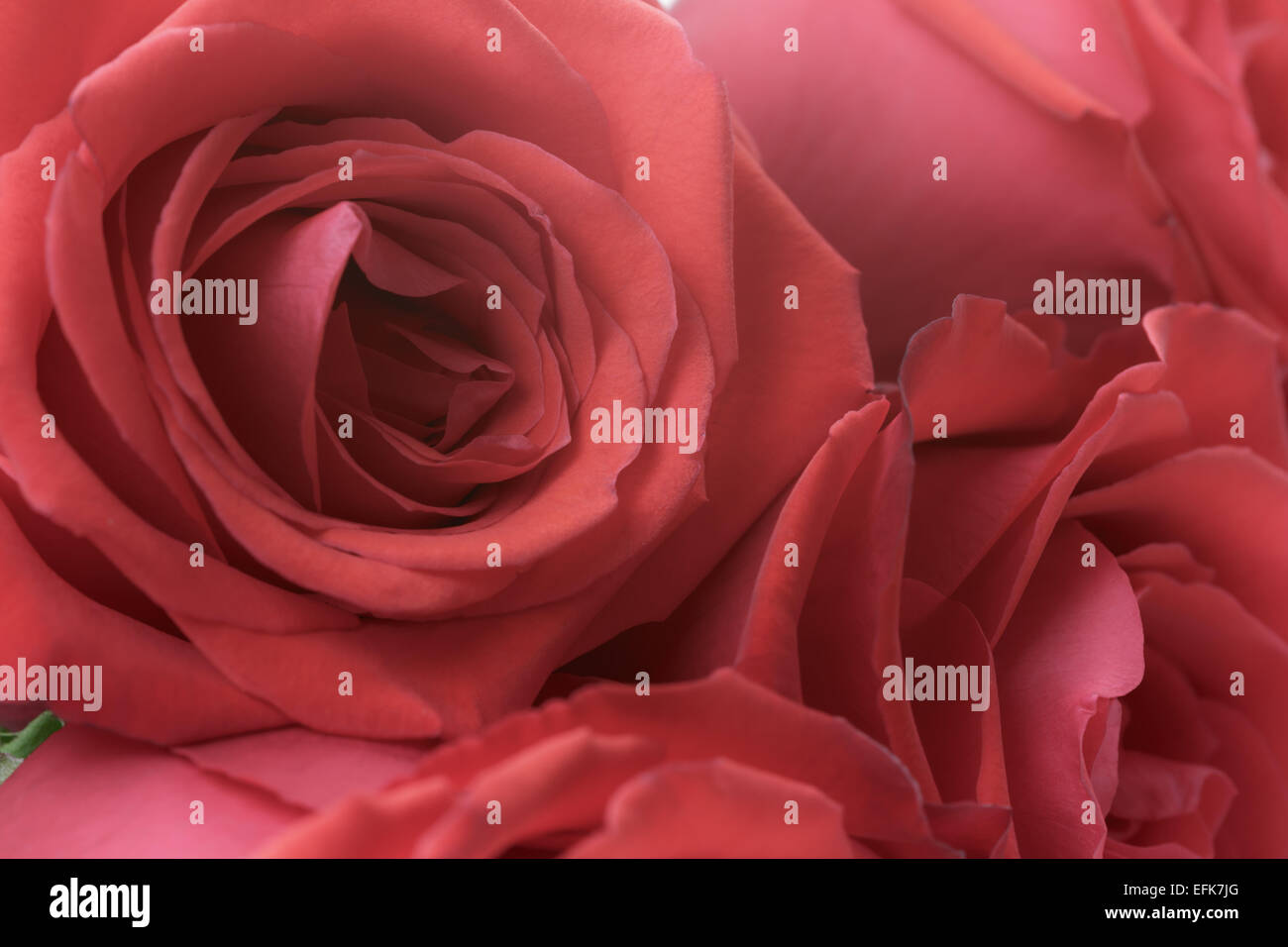 Open red roses hi-res stock photography and images - Alamy