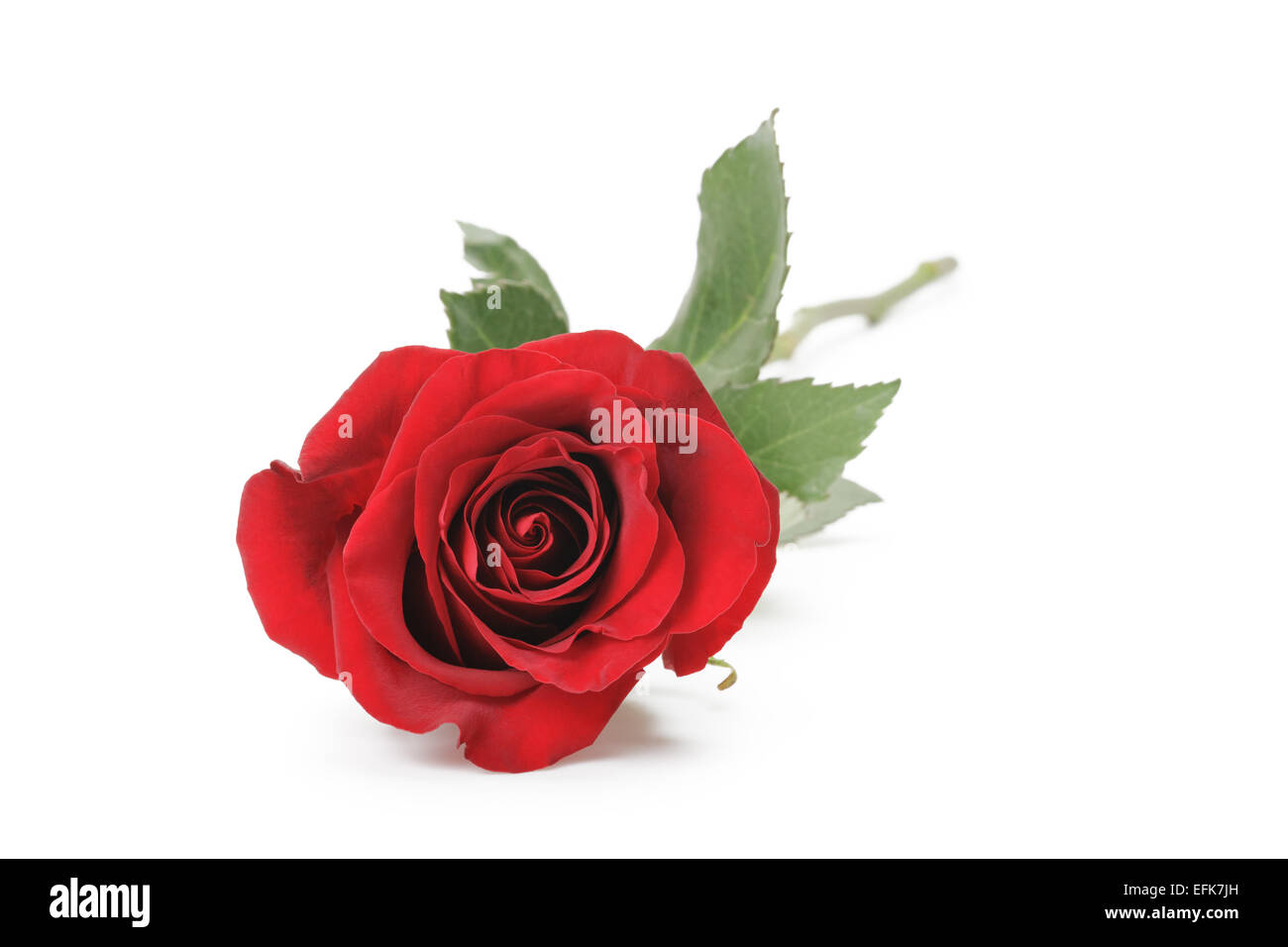 single red rose isolated on white Stock Photo - Alamy