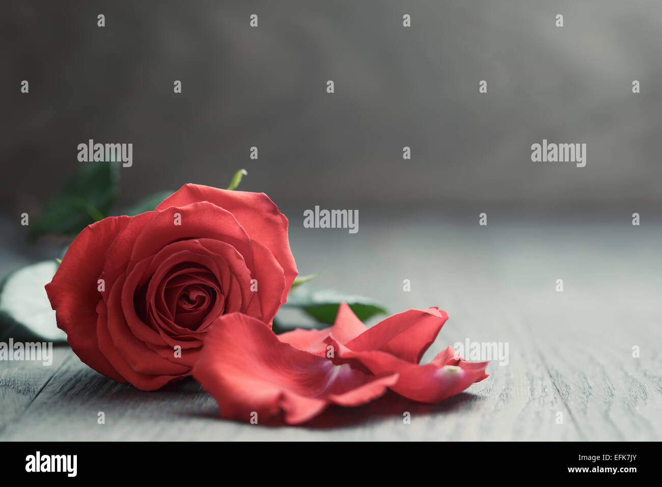 Red rose with petals on wood table Stock Photo - Alamy