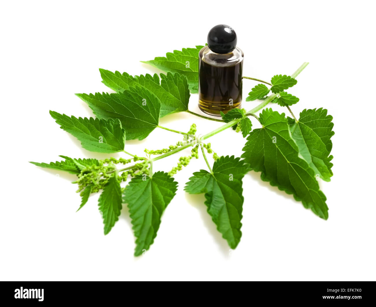 Nettle extract and wild nettle Stock Photo - Alamy