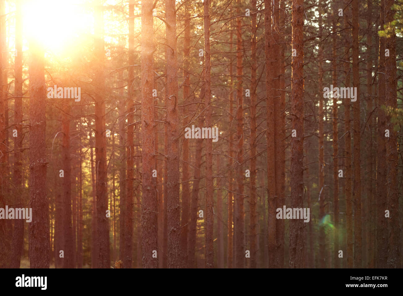 Warm summer sunset hi-res stock photography and images - Alamy