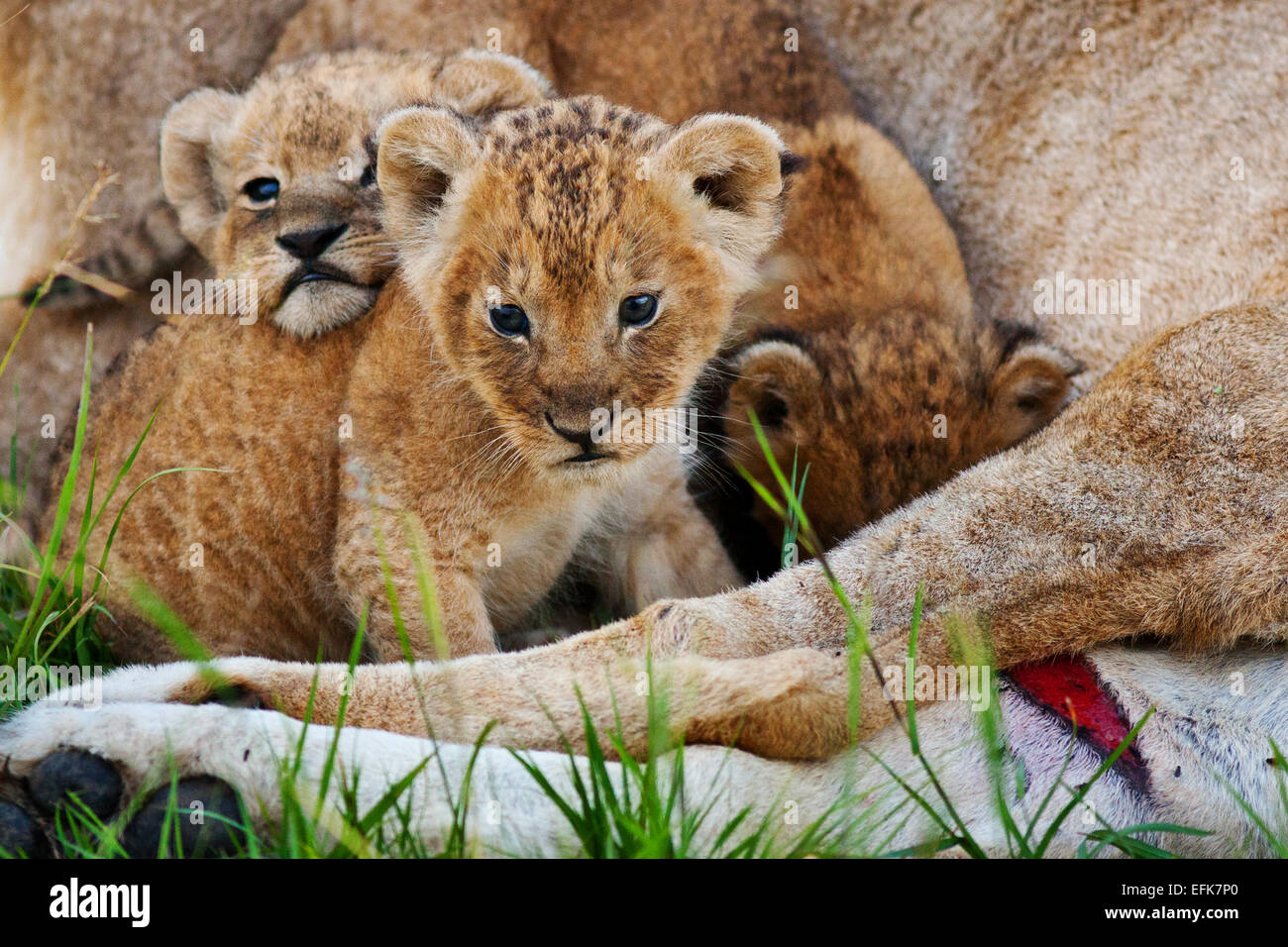 Baby lions hi-res stock photography and images - Alamy