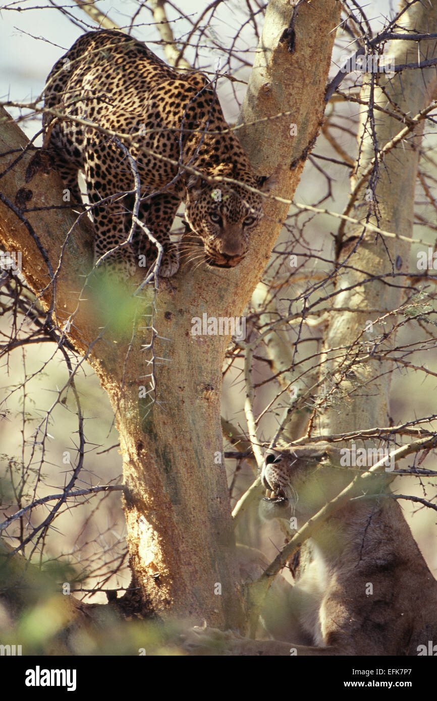 Leopard fight hi-res stock photography and images - Alamy