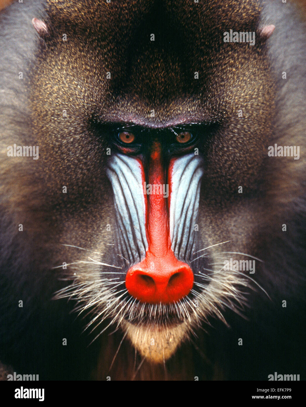 Mandrill monkey hi-res stock photography and images - Alamy