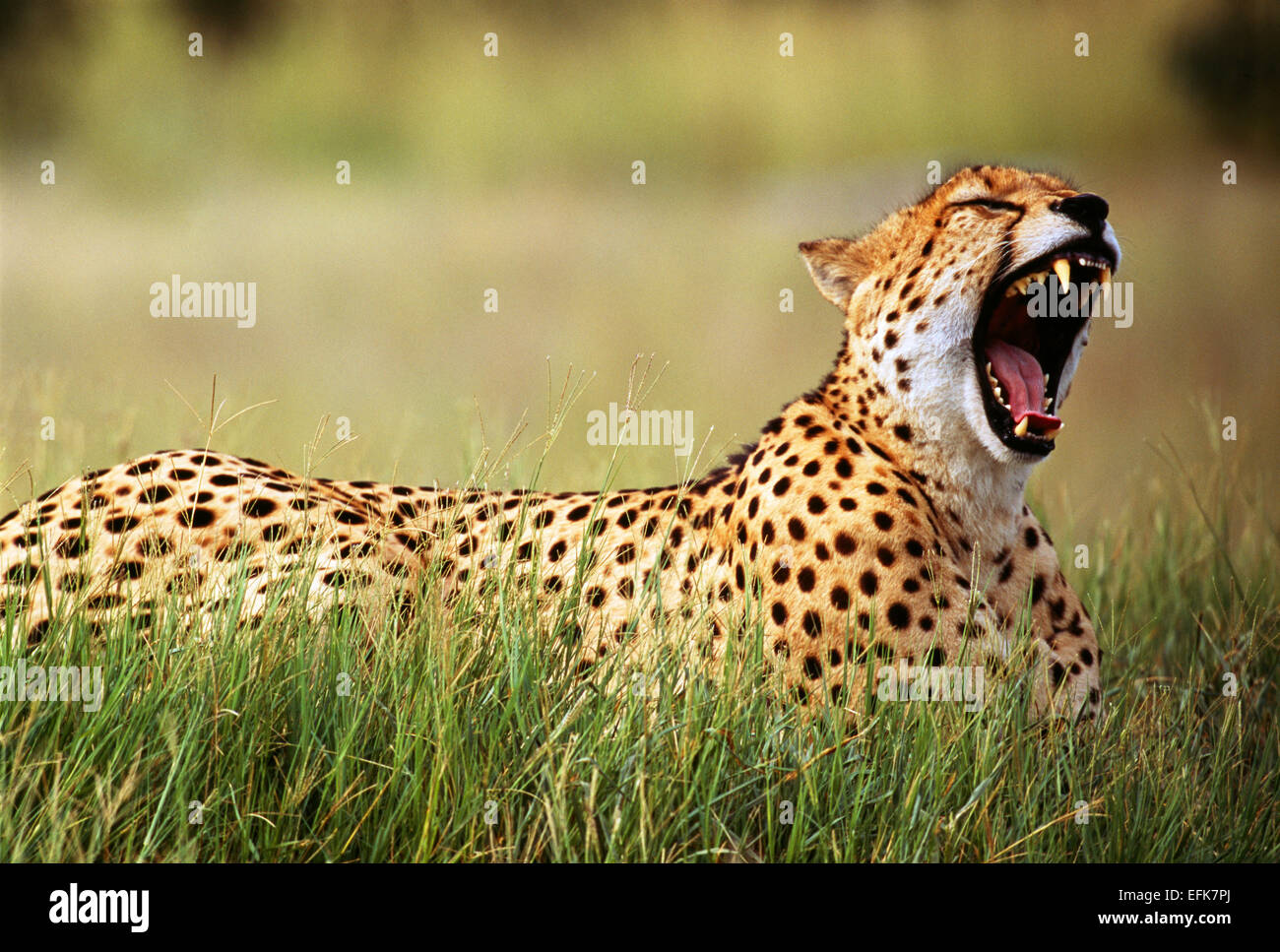 Cheetah botswana hi-res stock photography and images - Alamy