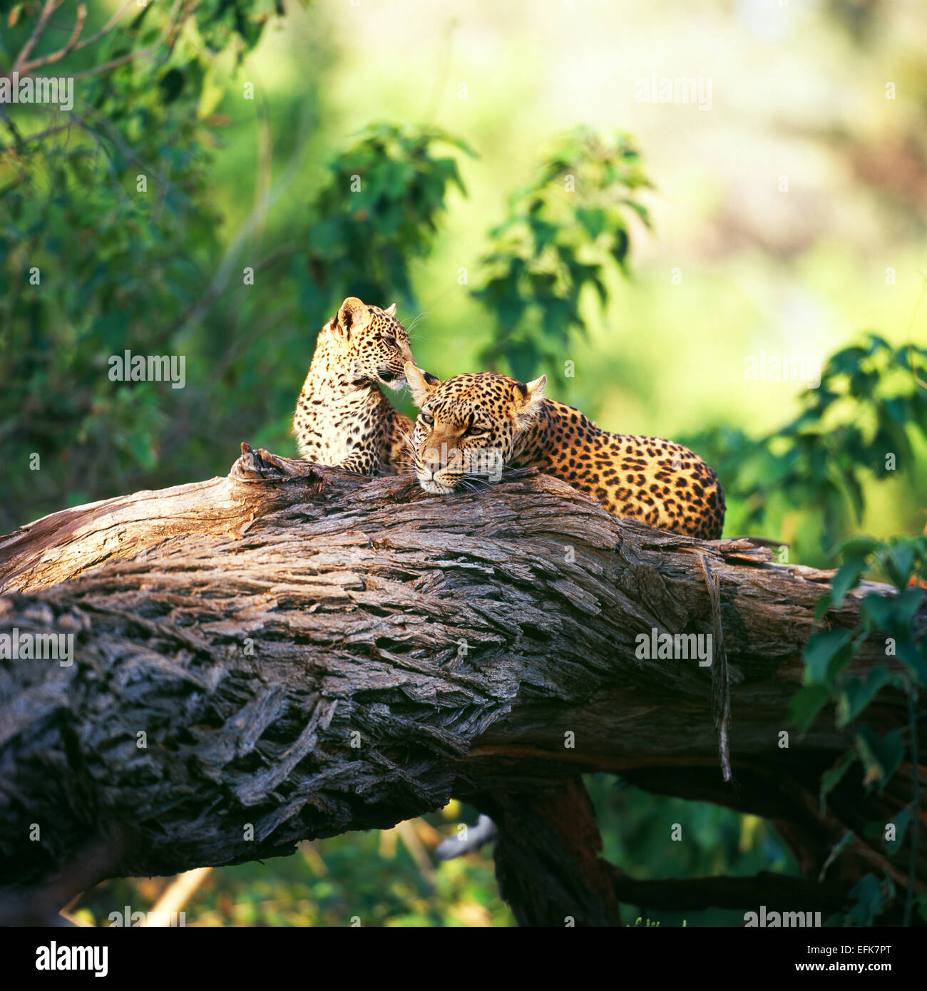 Leopards hi-res stock photography and images - Alamy