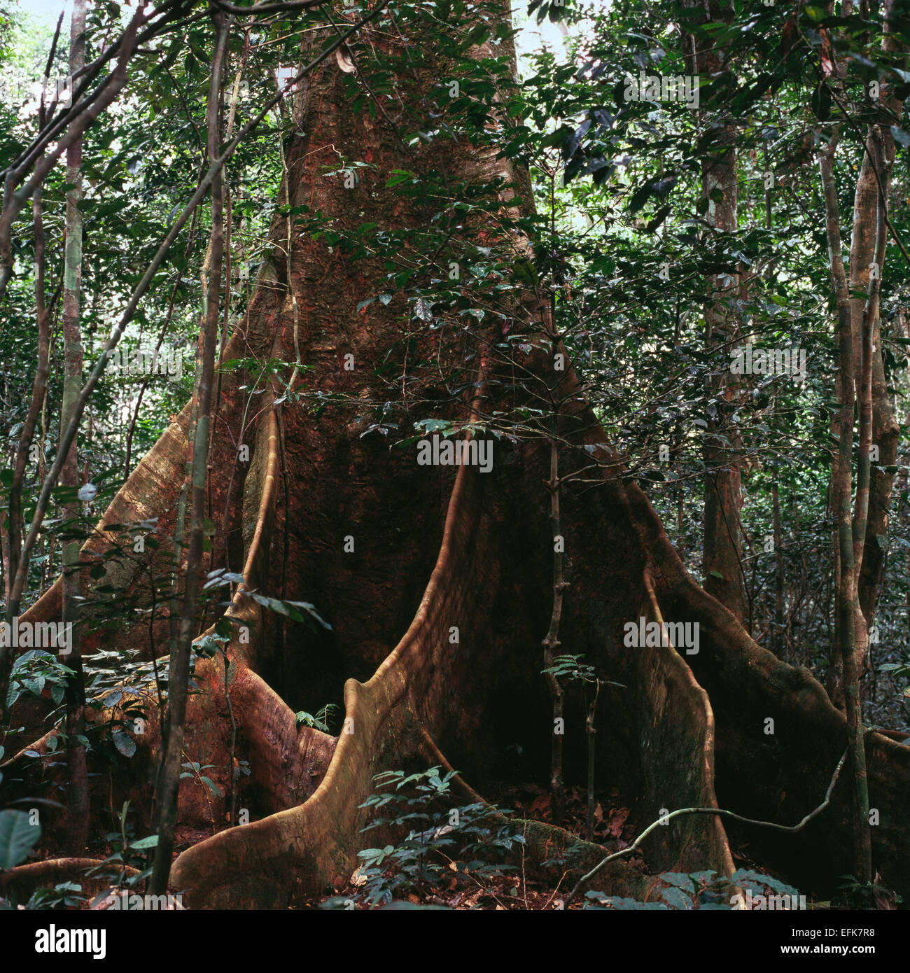 Gabon forest hi-res stock photography and images - Alamy