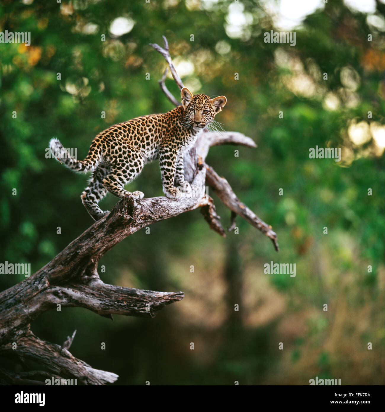 Baby leopard hi-res stock photography and images - Alamy