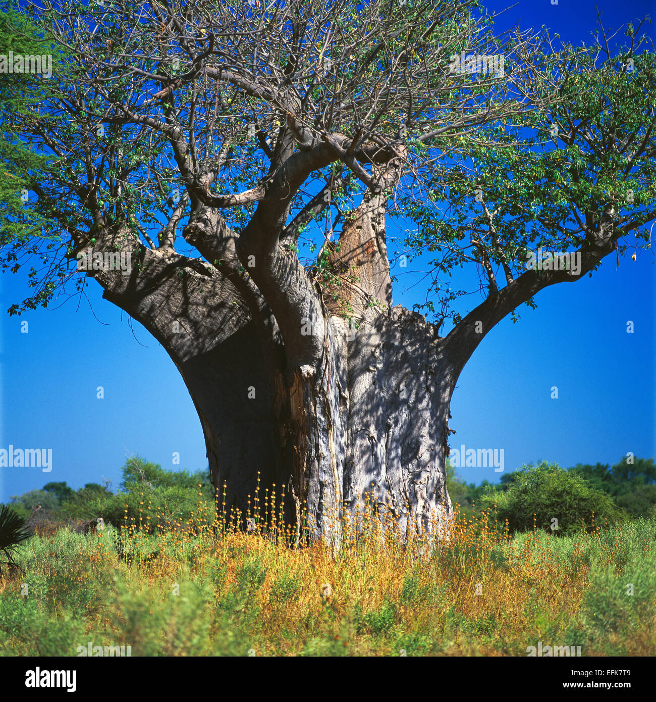 Baobab landscape hi-res stock photography and images - Alamy