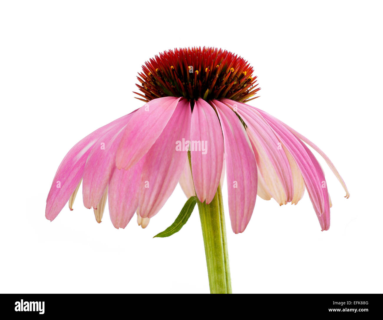 Coneflower isolated on white background Stock Photo - Alamy