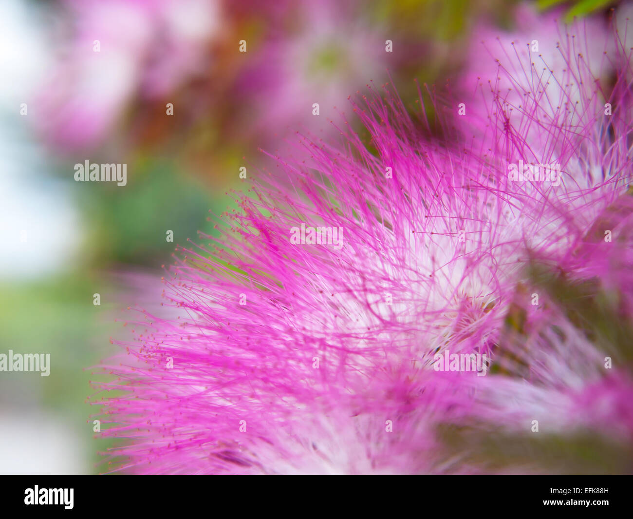 Powderpuff tree hi-res stock photography and images - Alamy