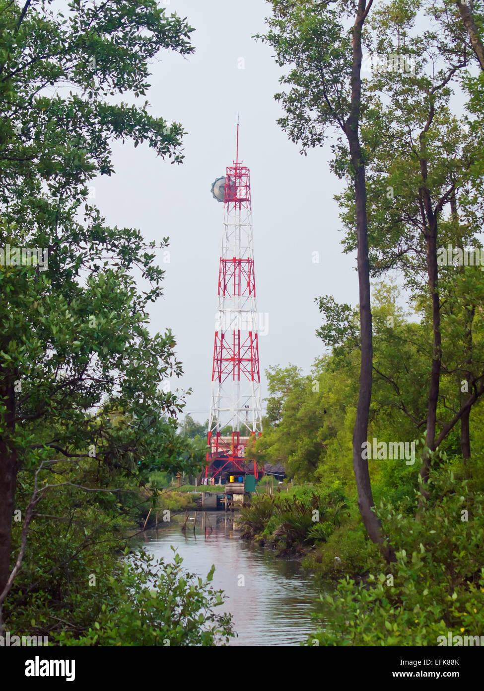 Telecom tower in deep of mangrove forest Stock Photo - Alamy
