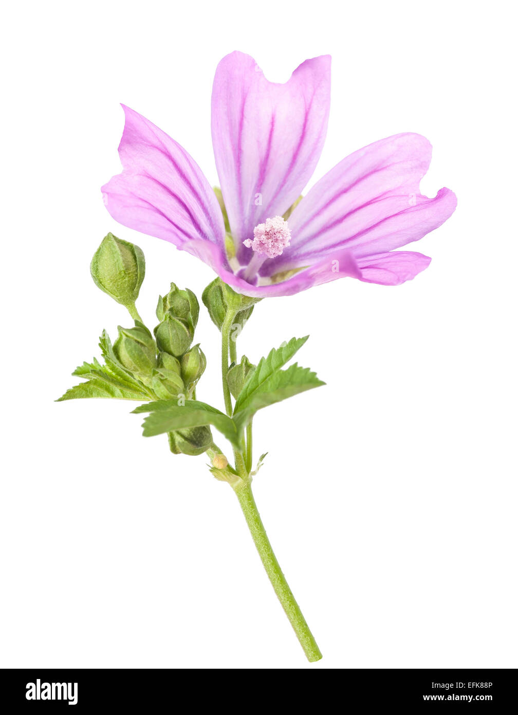 mallow flowers and leaves isolated on white background Stock Photo - Alamy
