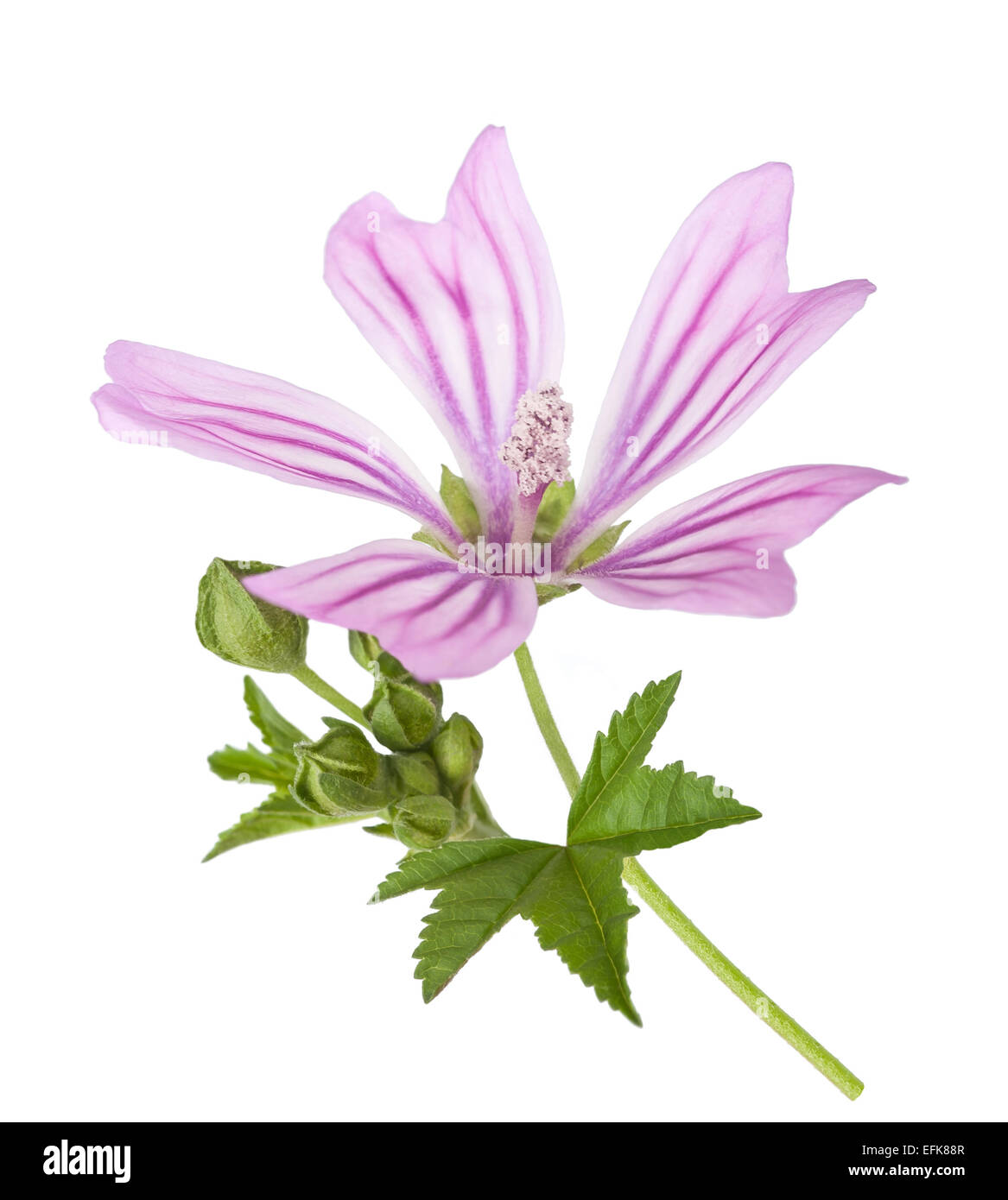 mallow flowers and leaves isolated on white background Stock Photo - Alamy
