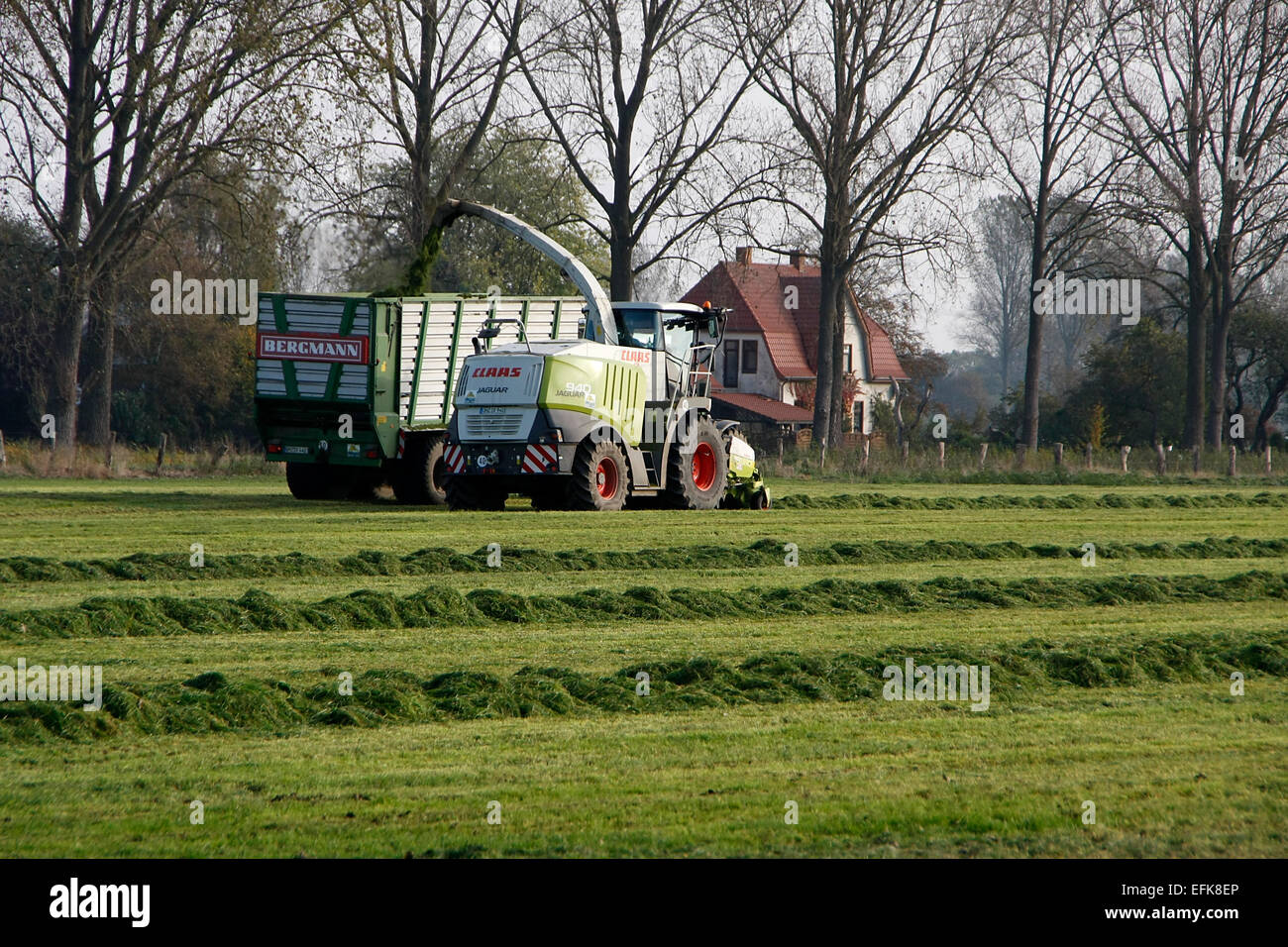 Collecting the grass swaths and loading the loading wagon. The chopped ...