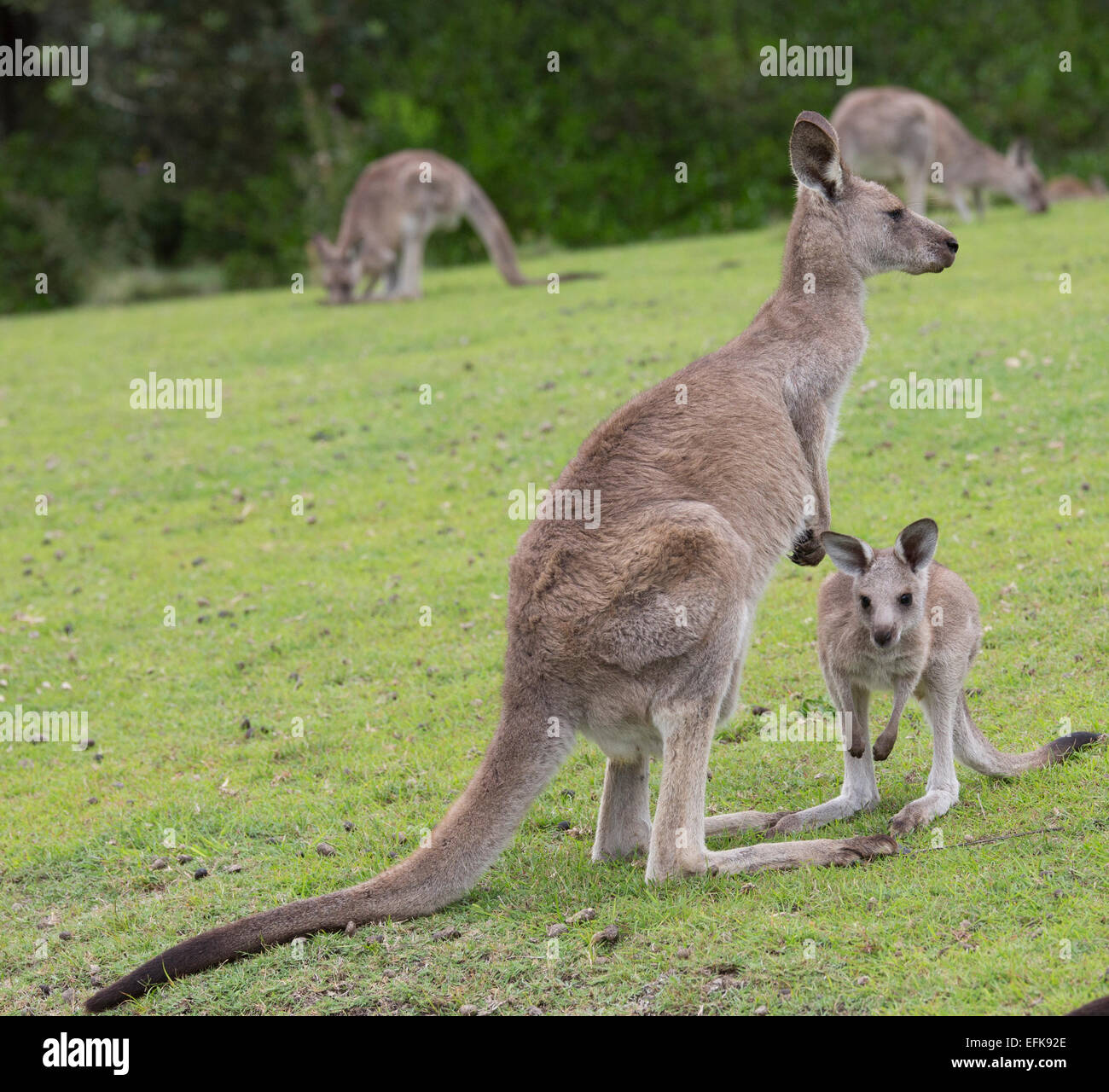 Female kangaroo with a young one Stock Photo - Alamy